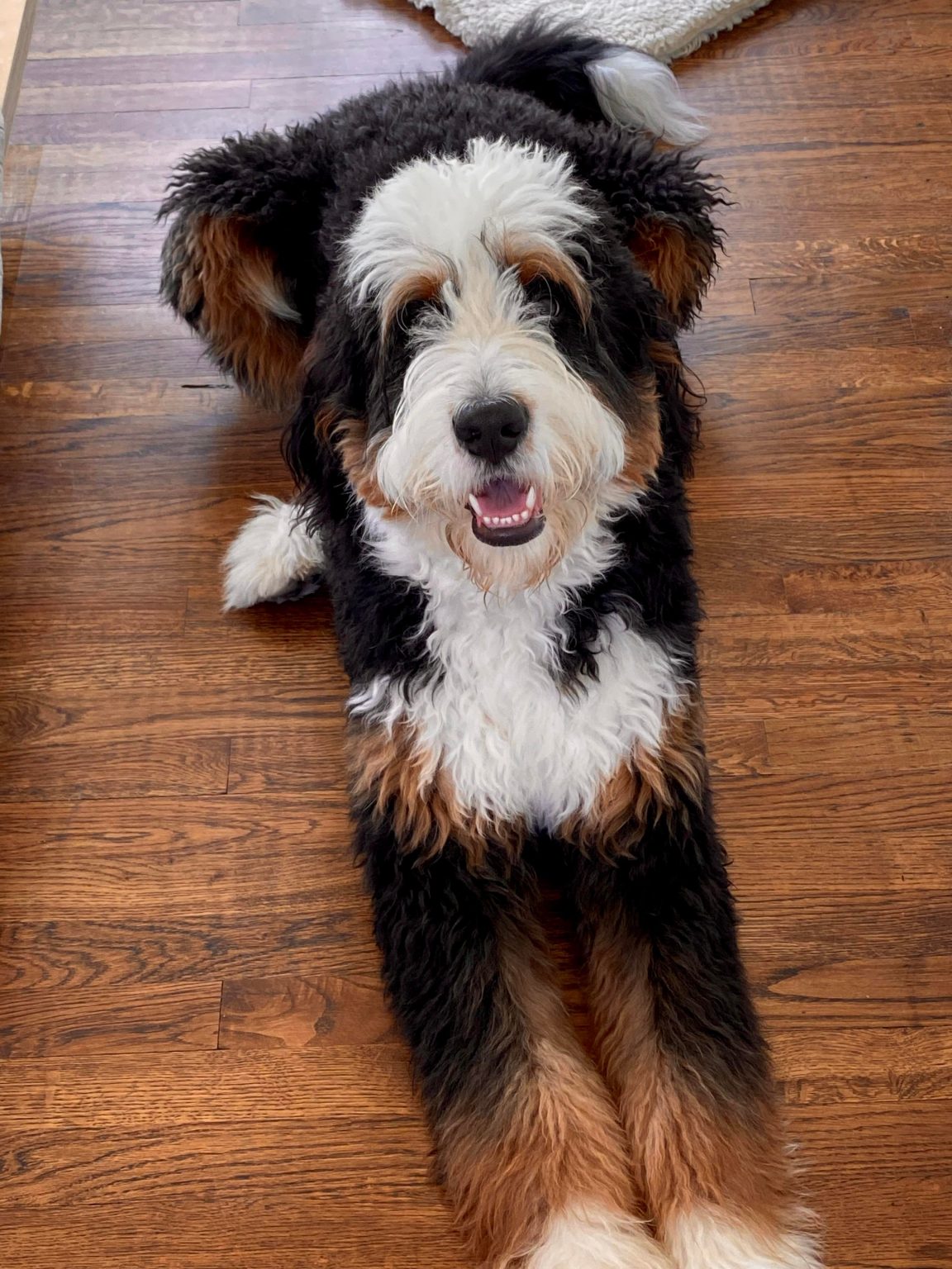 Parents - Namaste Bernedoodles