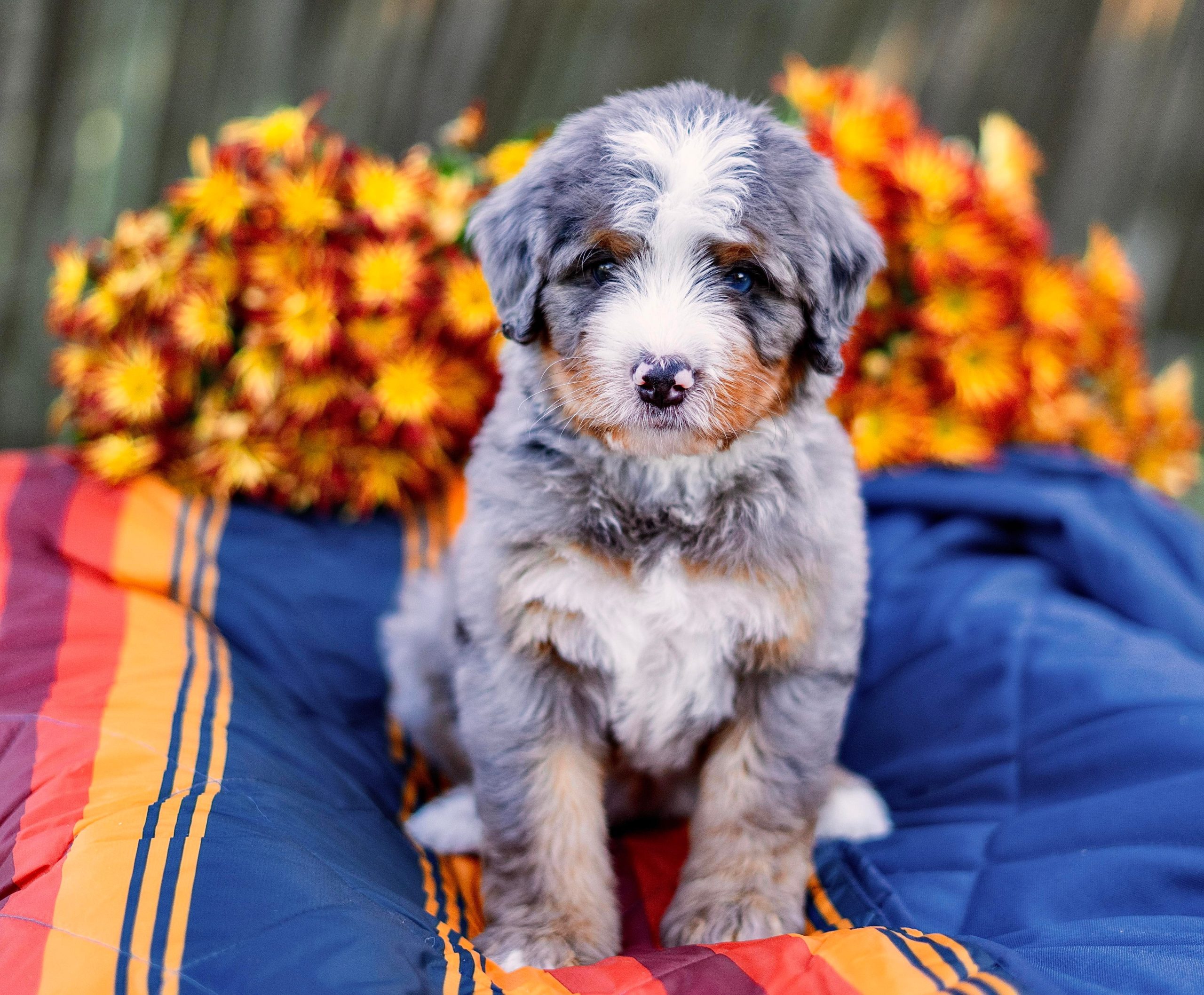 Standard, Mini, Micro Mini Bernedoodles for Sale