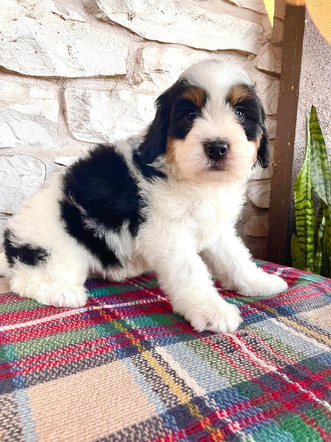 Standard, Mini, Micro Mini Bernedoodles for Sale