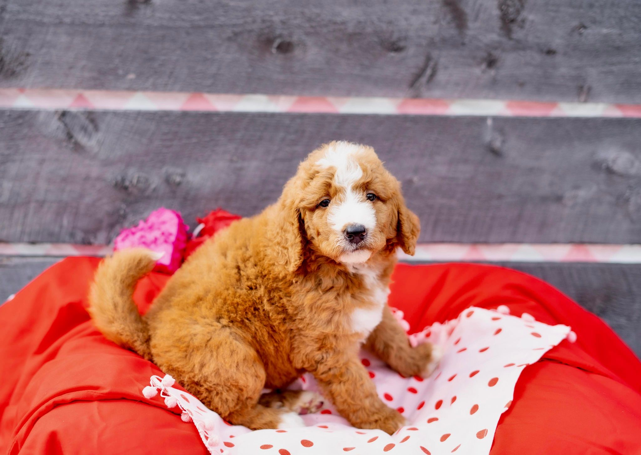 Standard, Mini, Micro Mini Bernedoodles for Sale