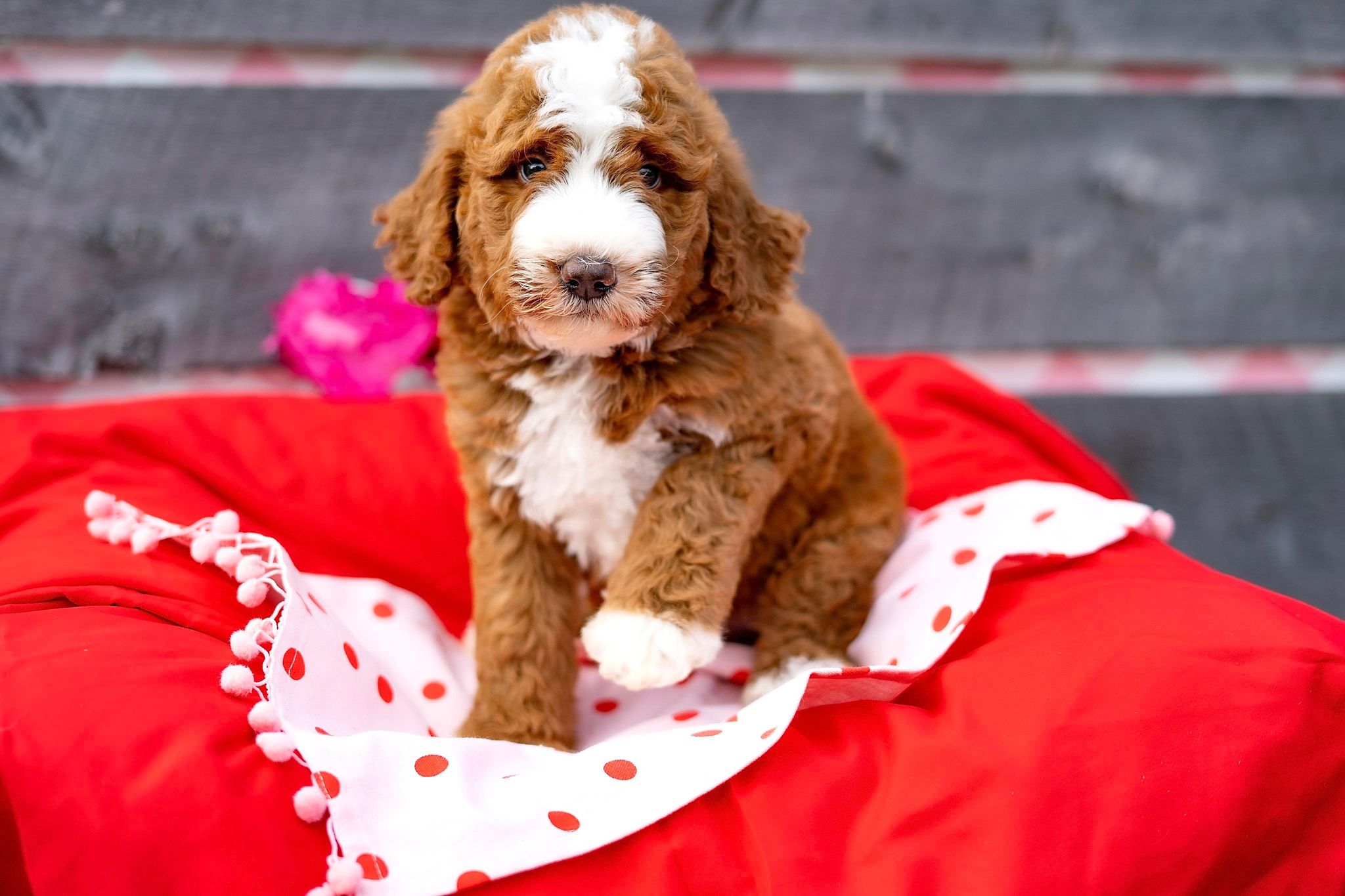Standard, Mini, Micro Mini Bernedoodles for Sale