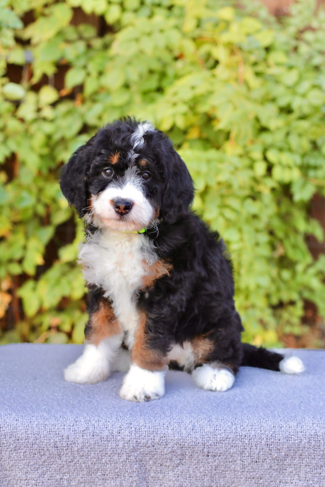 Exceptional Bernedoodle Puppies for Sale - Puppies Available