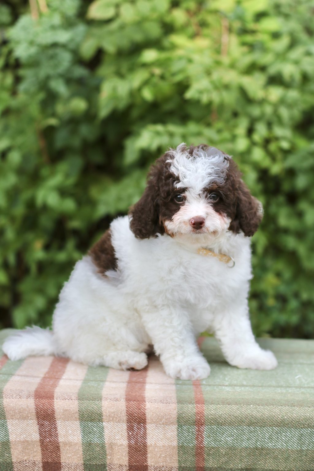 Exceptional Bernedoodle Puppies for Sale - Puppies Available