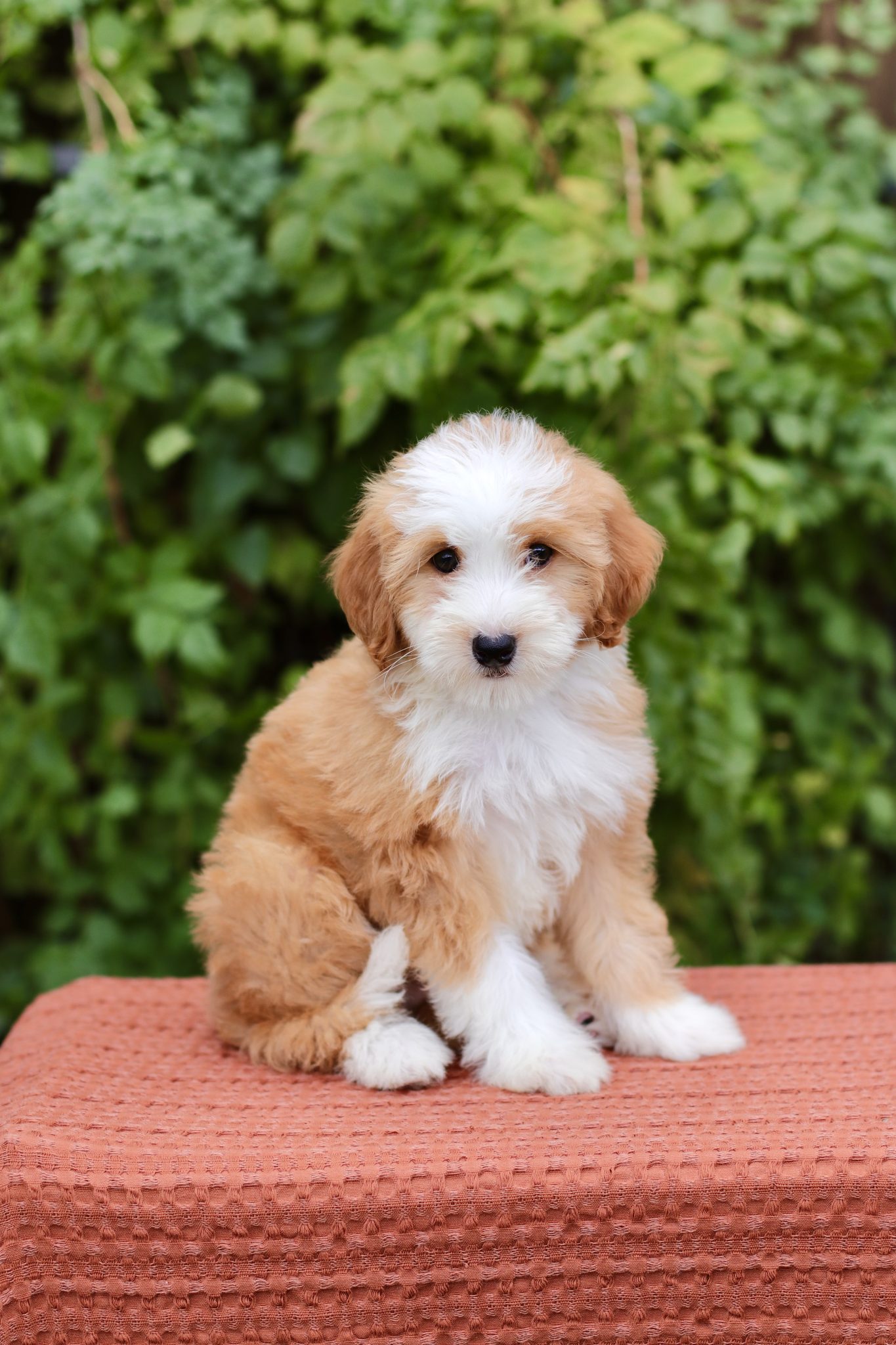 Exceptional Bernedoodle Puppies for Sale - Puppies Available