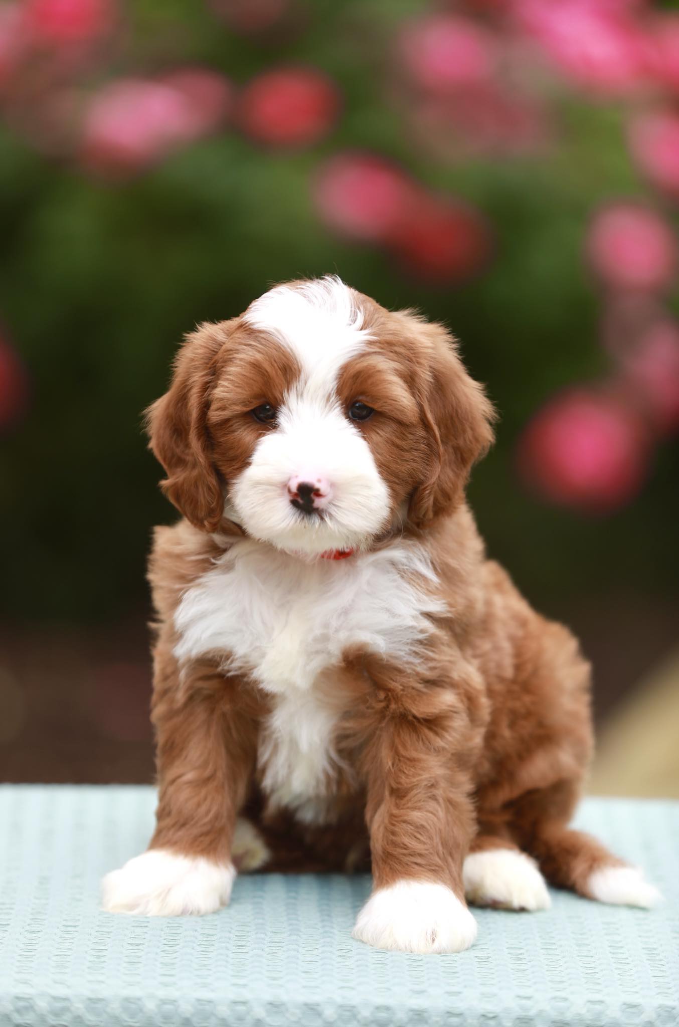 Exceptional Bernedoodle Puppies for Sale - Puppies Available