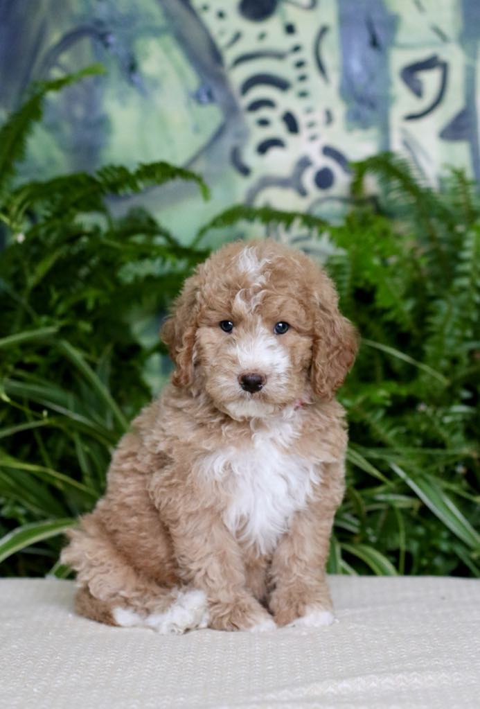 Exceptional Bernedoodle Puppies for Sale - Puppies Available