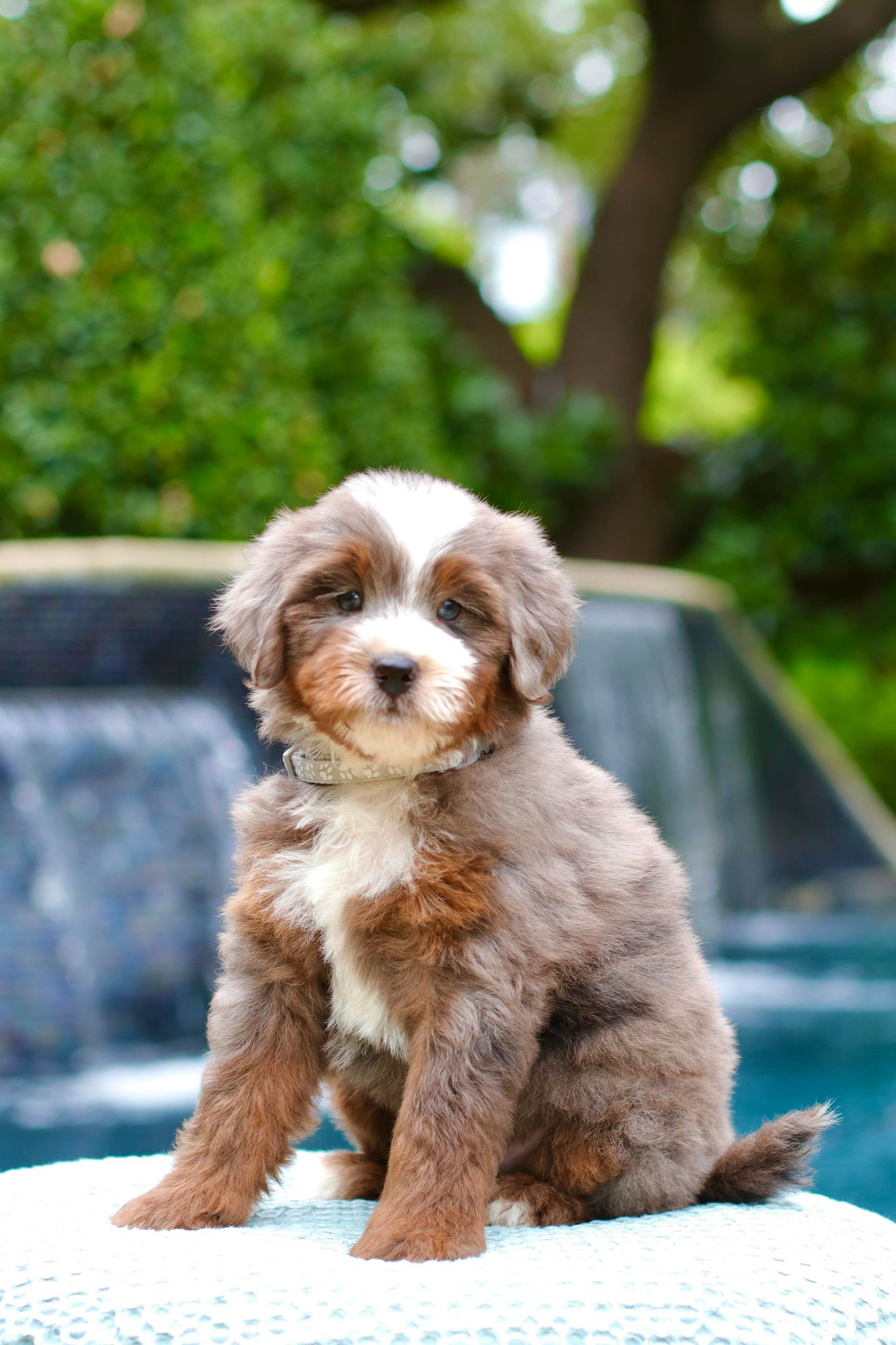 Exceptional Bernedoodle Puppies for Sale - Puppies Available