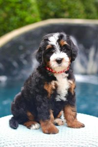 Exceptional Bernedoodle Puppies for Sale - Puppies Available