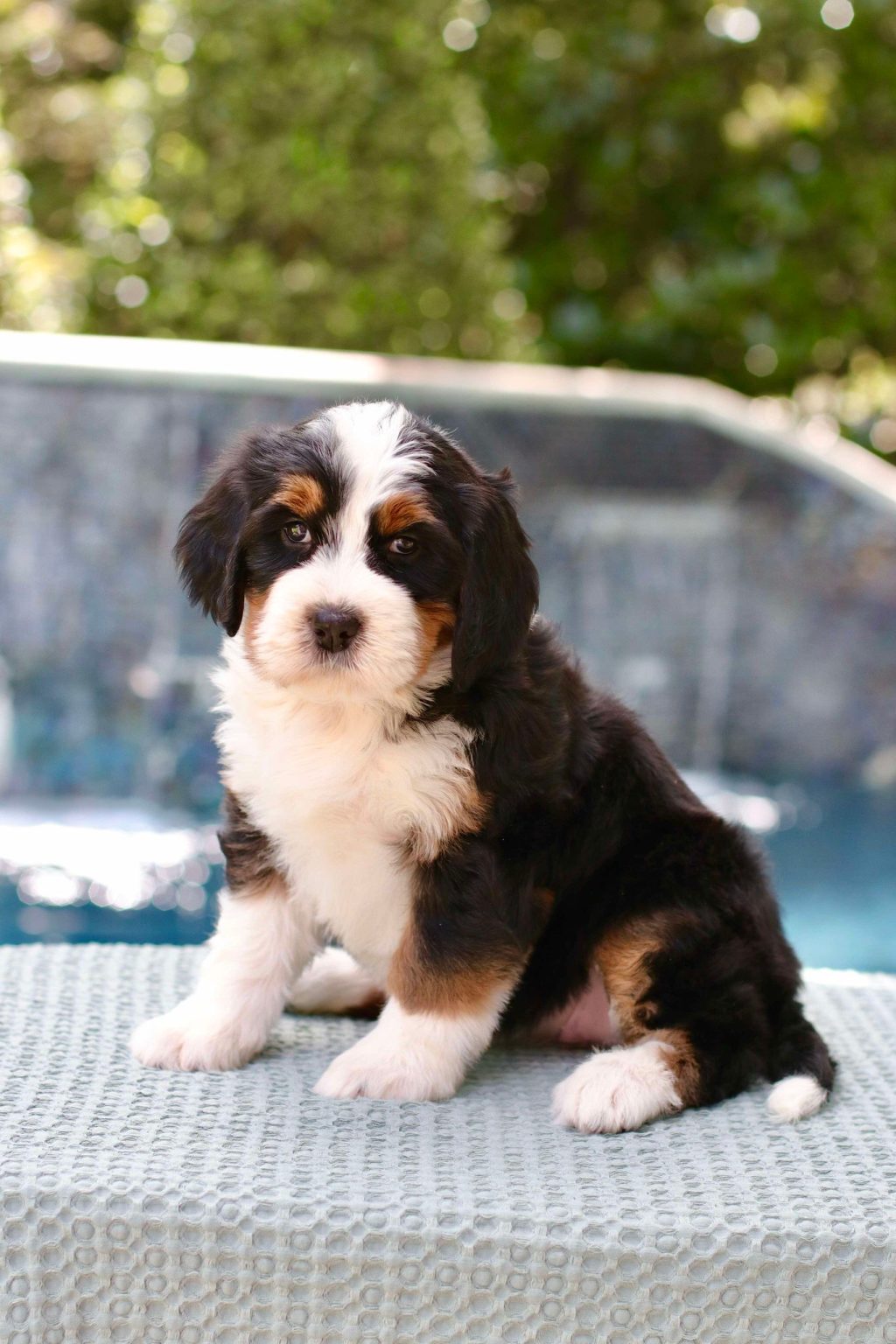 Exceptional Bernedoodle Puppies for Sale - Puppies Available