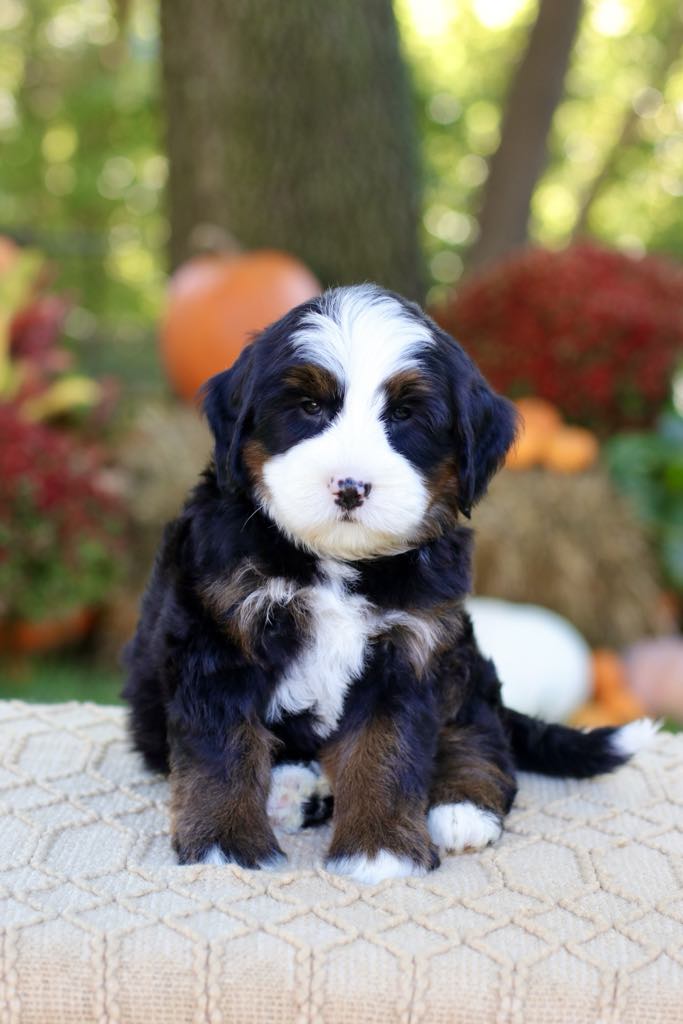 Exceptional Bernedoodle Puppies for Sale - Puppies Available
