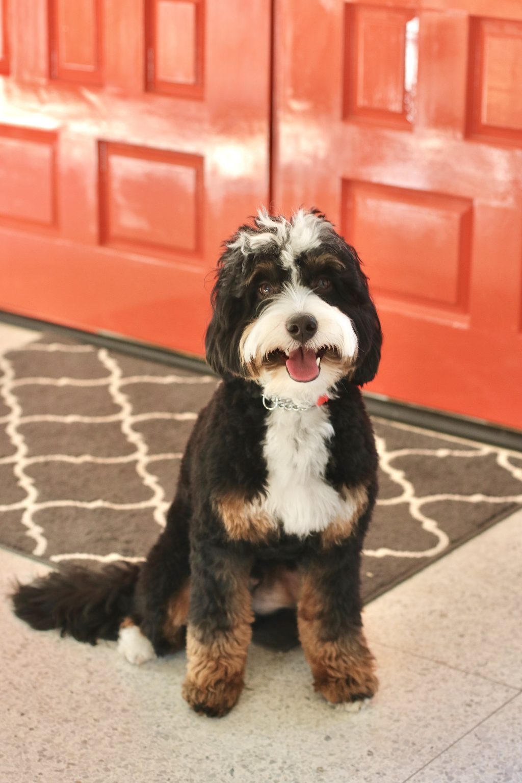 Parents - Namaste Bernedoodles