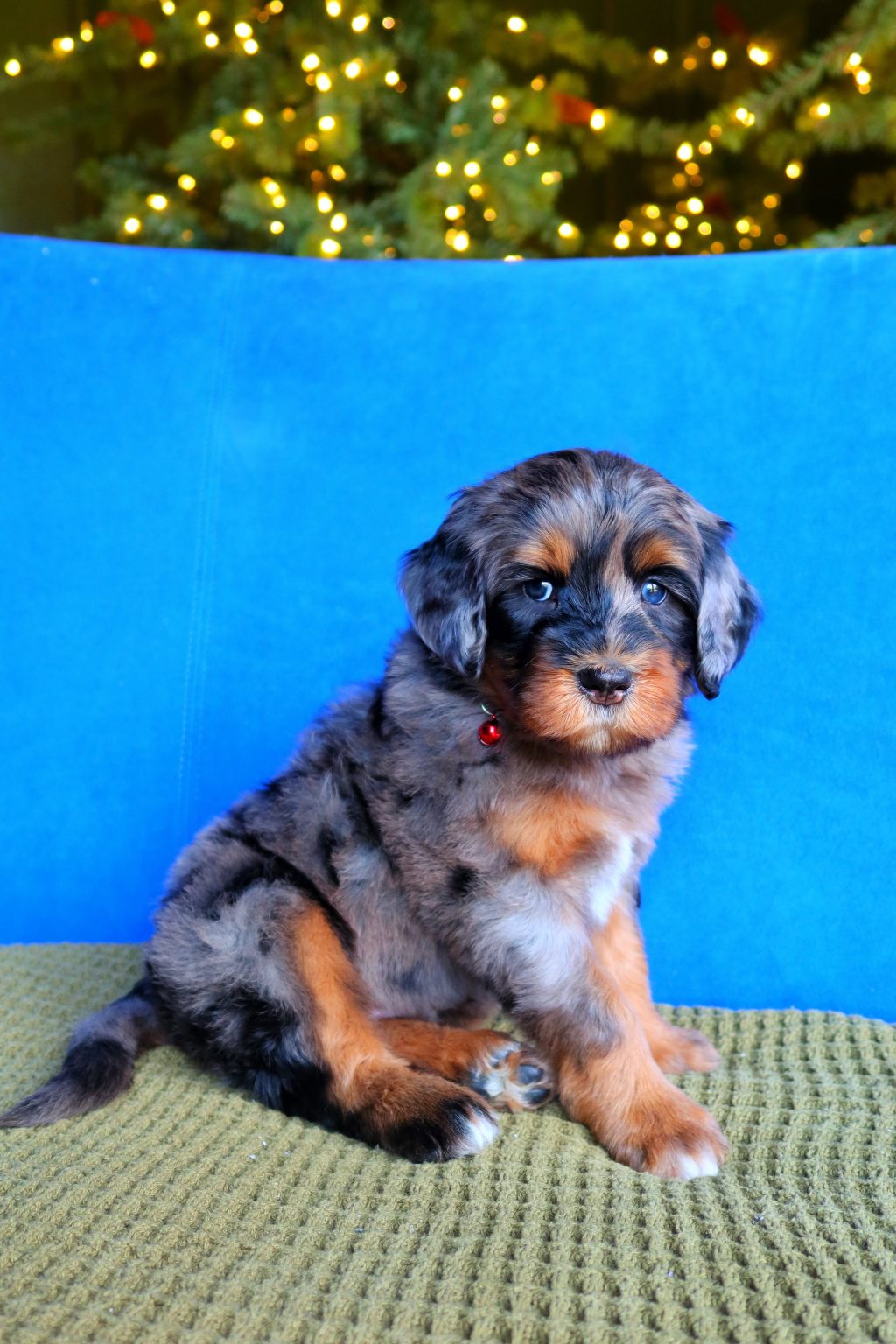 Exceptional Bernedoodle Puppies for Sale - Puppies Available